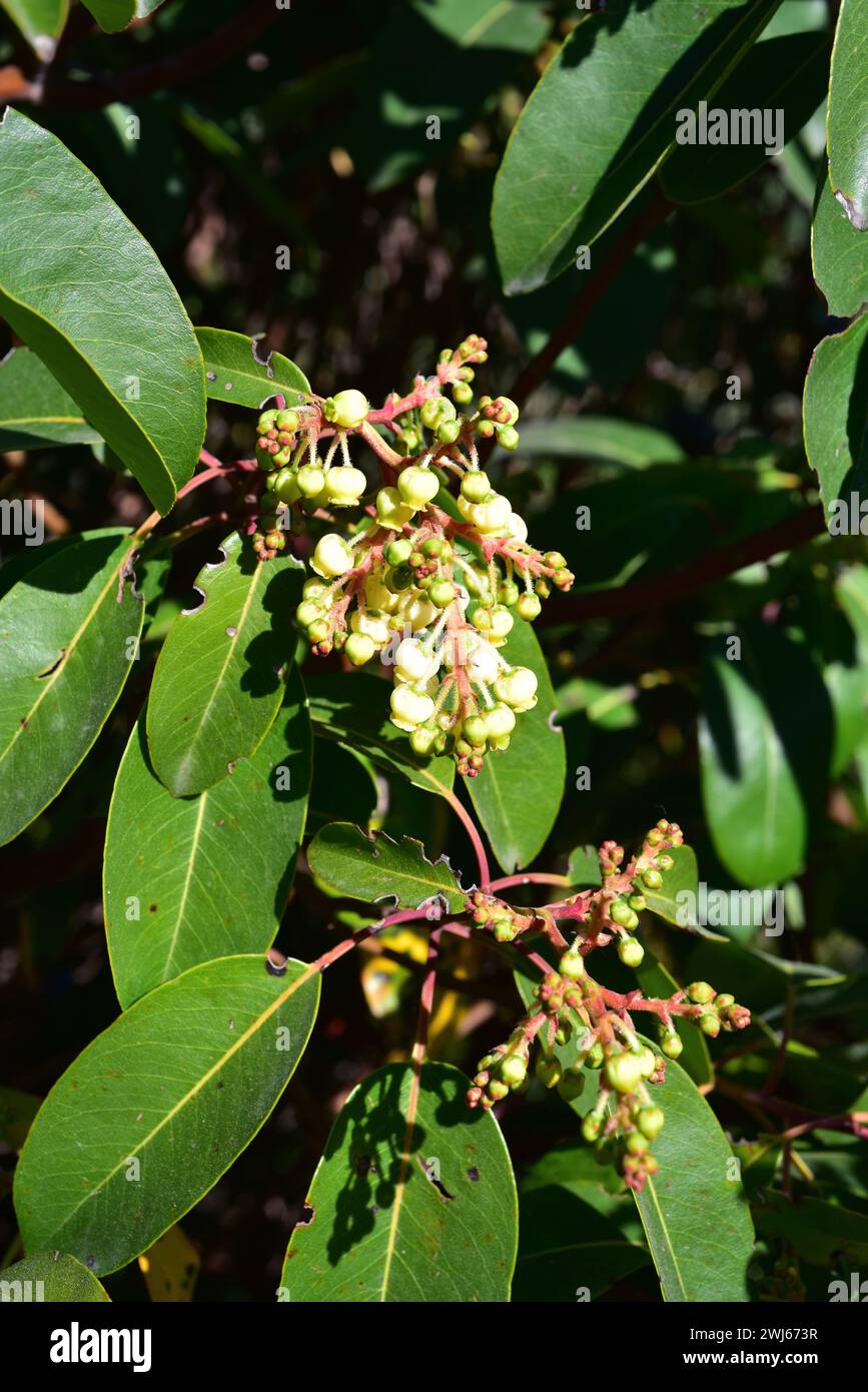 Greek strawberry tree (Arbutus andrachne) is a tree native to Greece ...