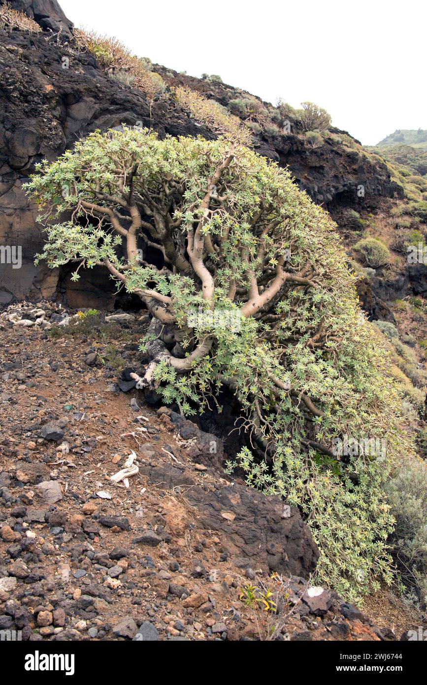 Balsam spurge (Euphorbia balsamifera) is a shrub native to Canary ...