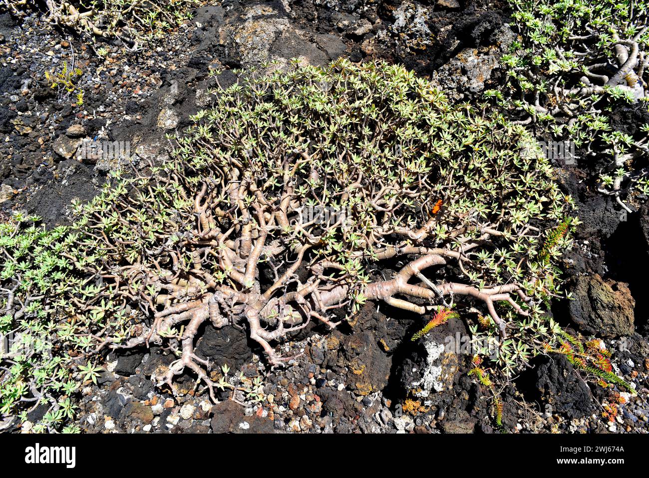 Balsam spurge (Euphorbia balsamifera) is a shrub native to Canary ...