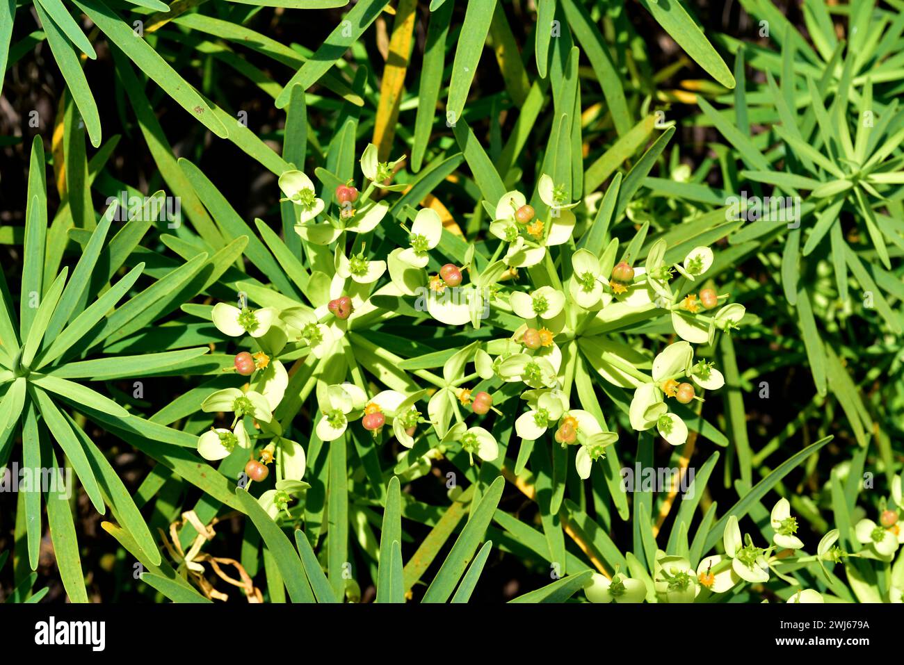 Tabaiba morisca (Euphorbia regis-jubae) is a shrub native to Canary ...