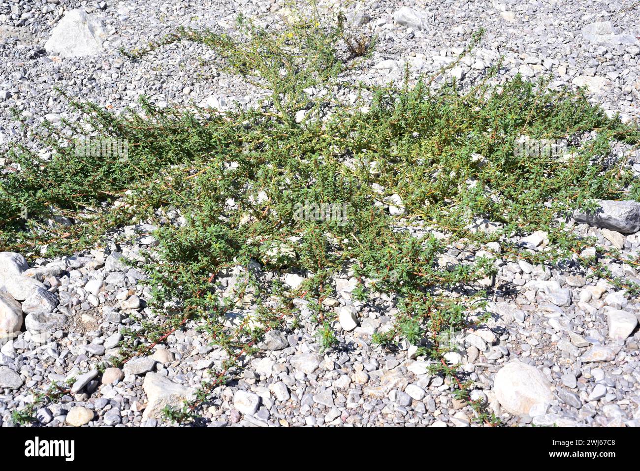 Prostrate amaranth or prostrate pigweed (Amaranthus blitoides) is an ...