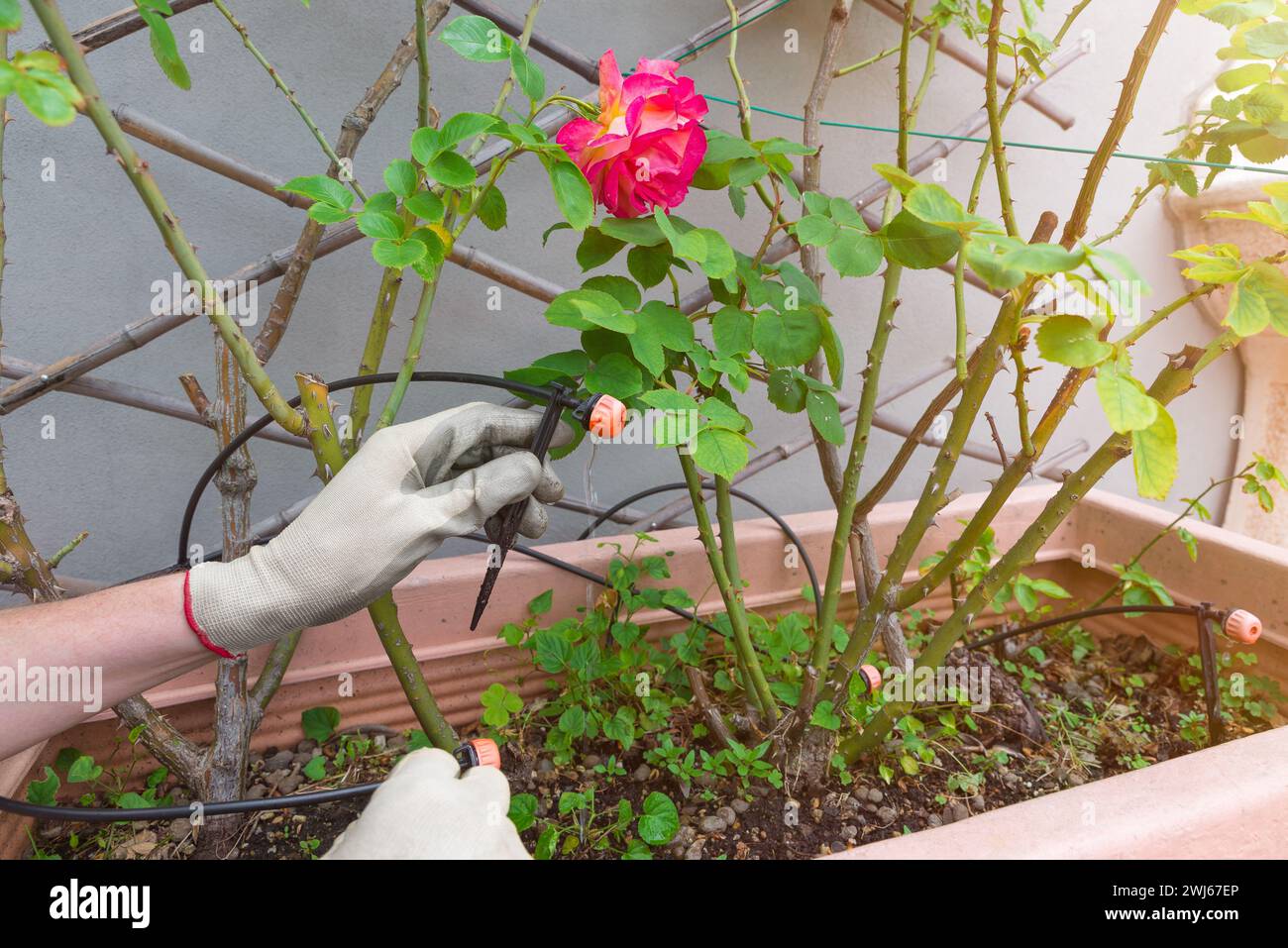 Home gardening. Watering potted plants. Drip irrigation system and ...