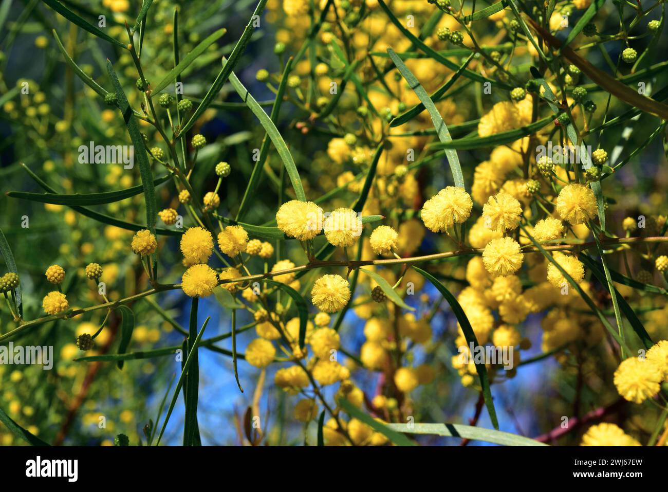Sticky wattle or hope leaved wattle (Acacia dodonaeifolia) is a shrub ...