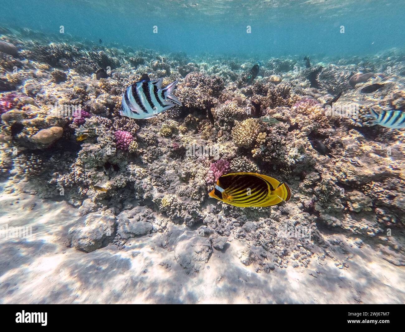 Tropical Diagonal or Raccoon butterflyfish known as chaetodon fasciatus ...