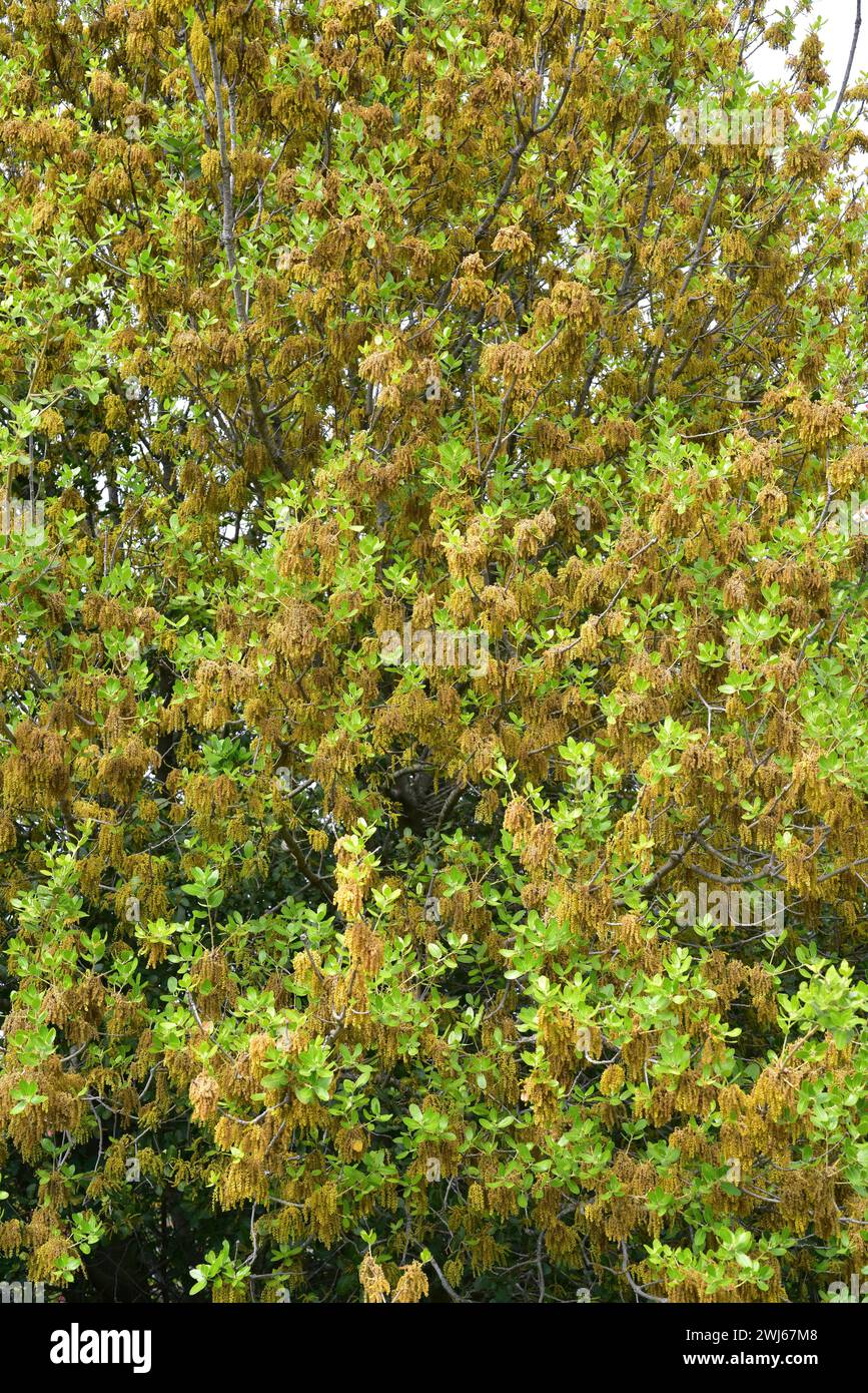 Palestine oak (Quercus calliprinos) is an evergreen small tree native ...