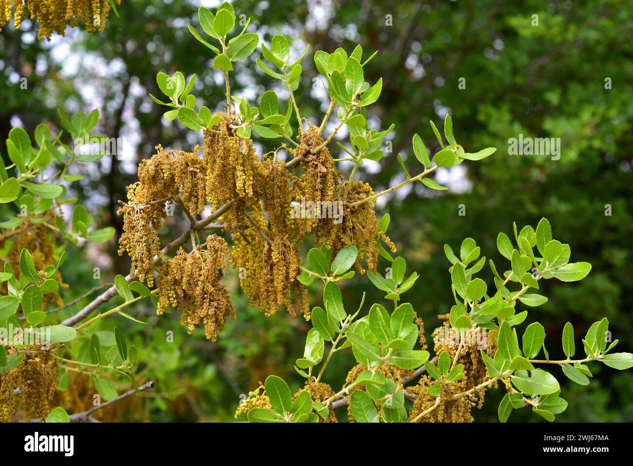 Palestine oak (Quercus calliprinos) is an evergreen small tree native ...