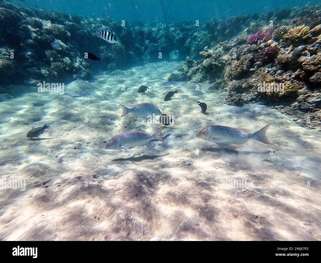 Tropical Spangled Emperor fish known as Lethrinus Nebulosus underwater ...