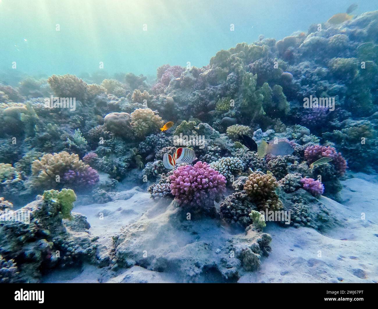Tropical Eritrean butterflyfish or crown butterflyfish known as ...