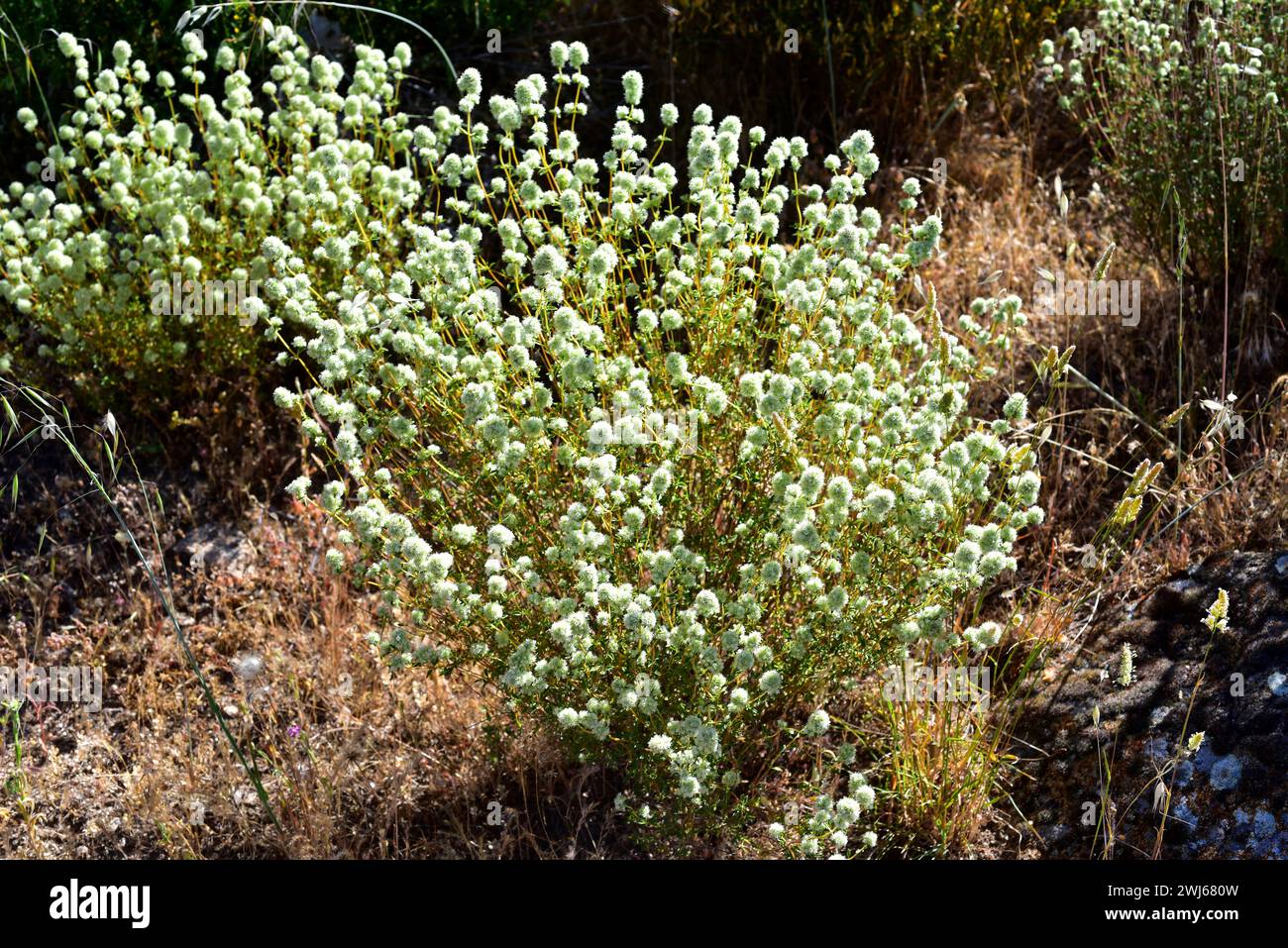 Tomillo blanco (Thymus mastichina) is a perennial herb endemic to ...