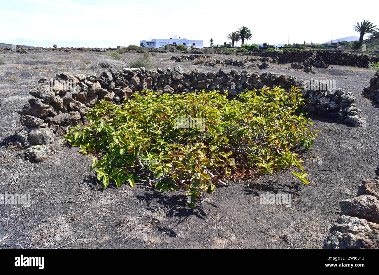 Common guava (Psidium guajava) is an evergreen small tree native to ...