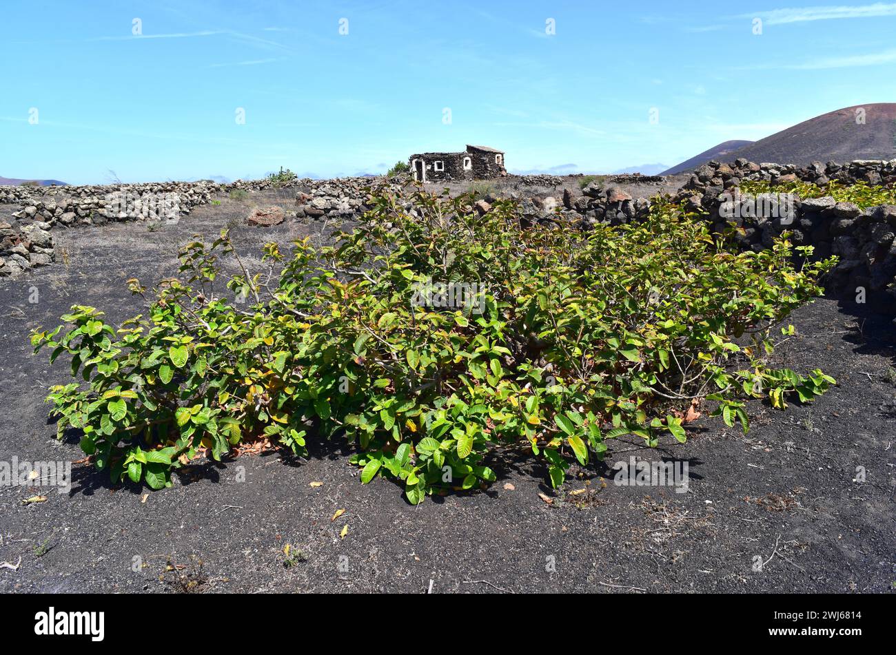 Common guava (Psidium guajava) is an evergreen small tree native to ...