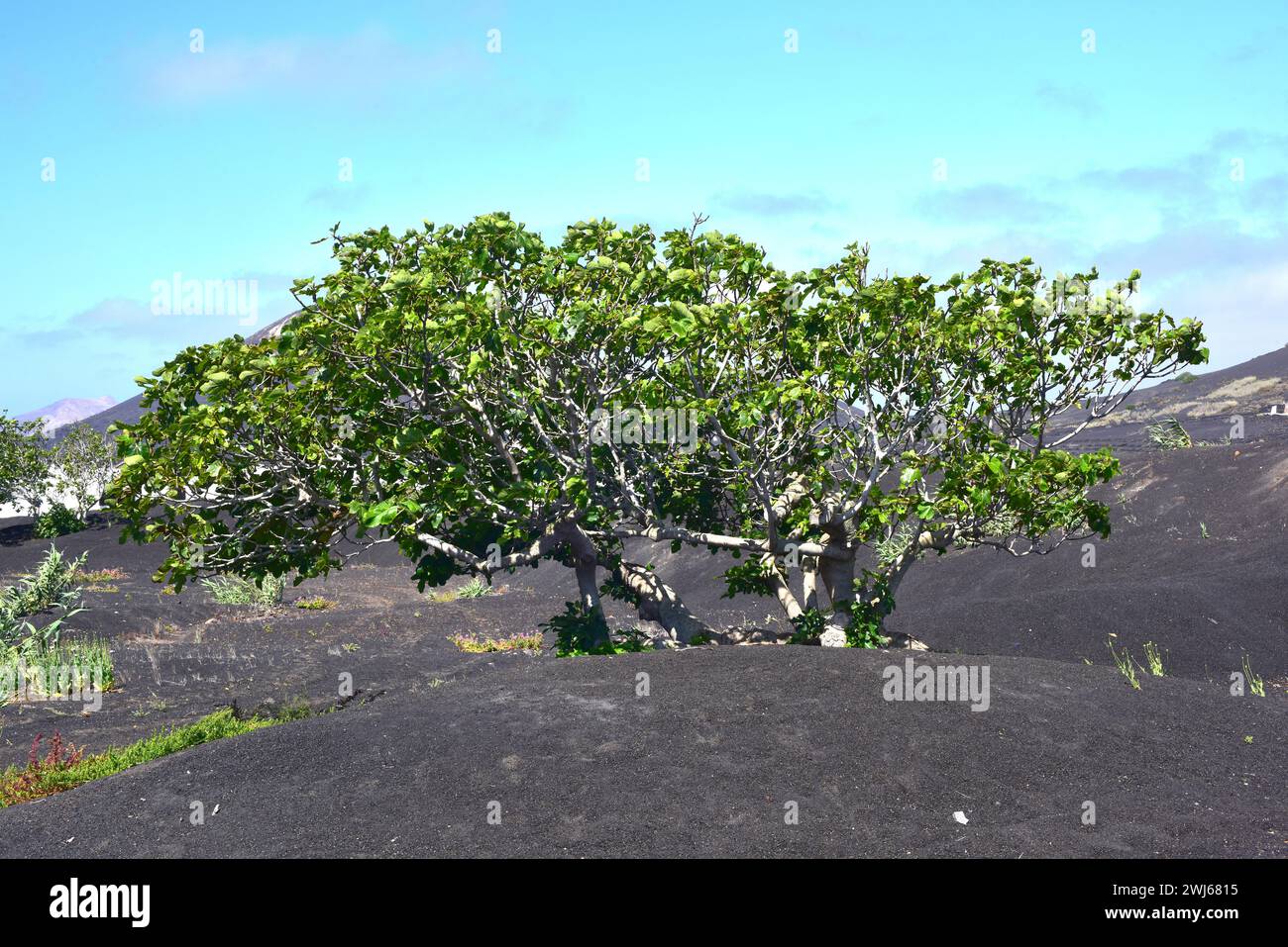 Fig or common fig (Ficus carica) is a deciduous tree native to western ...