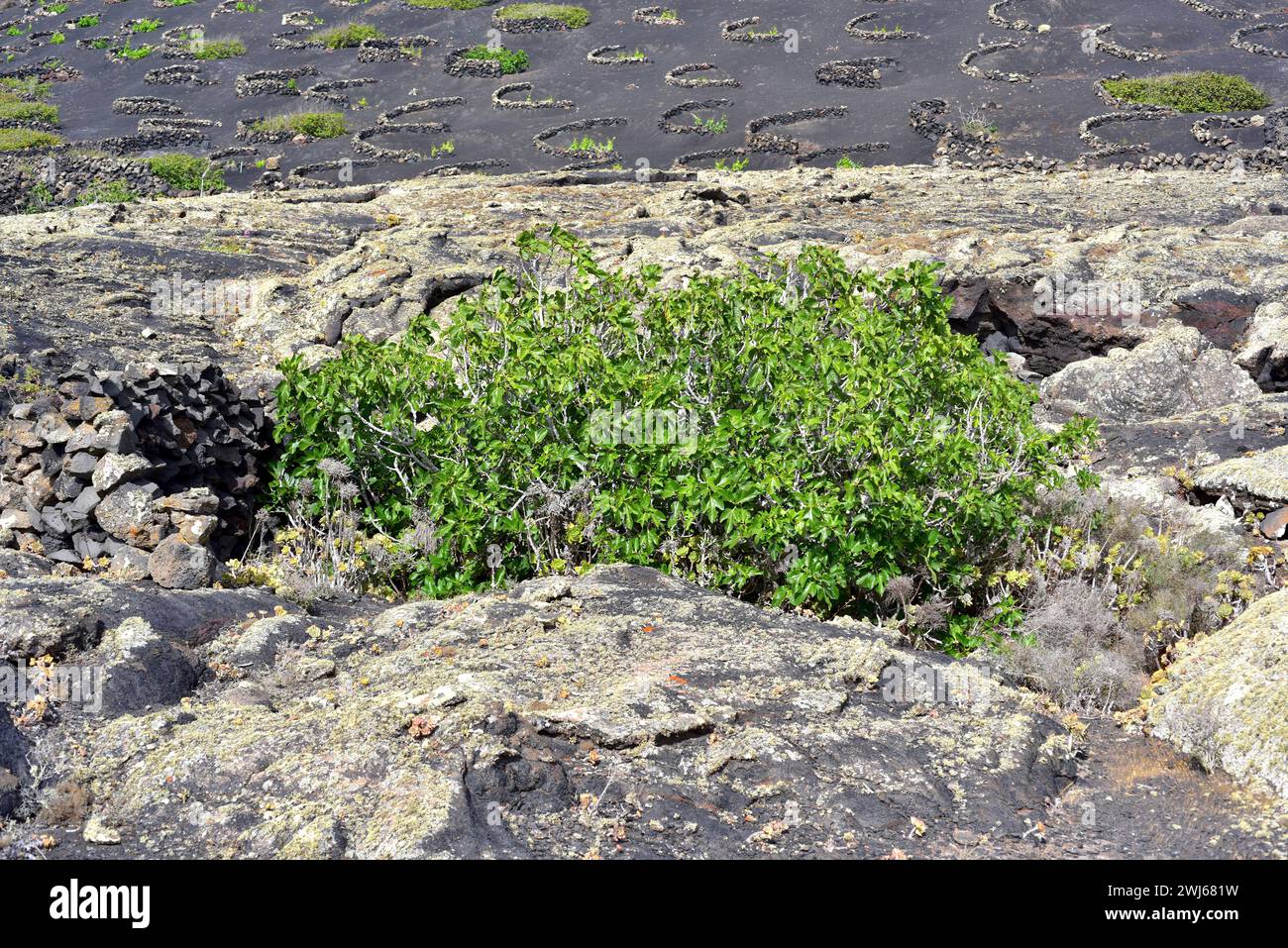 Fig or common fig (Ficus carica) is a deciduous tree native to western ...