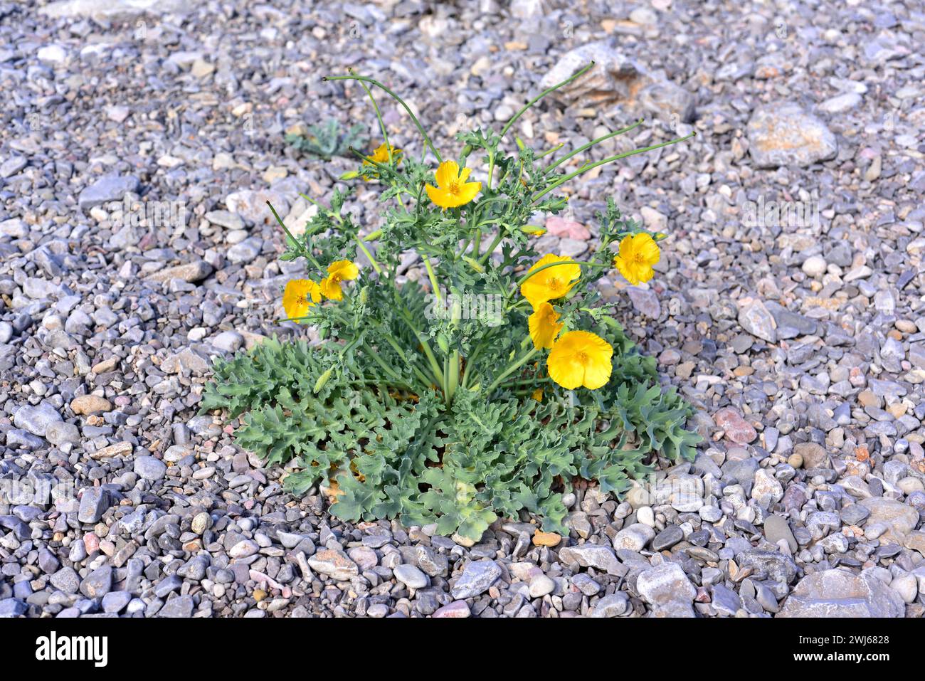 Yellow horned poppy or sea poppy (Glaucium flavum) is a biennial ...