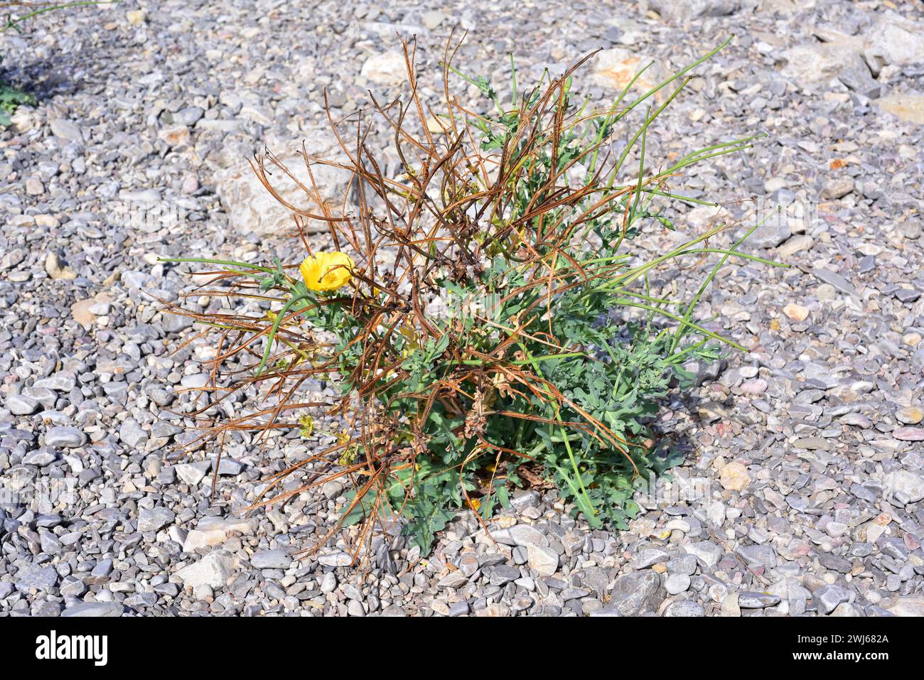 Yellow horned poppy or sea poppy (Glaucium flavum) is a biennial ...