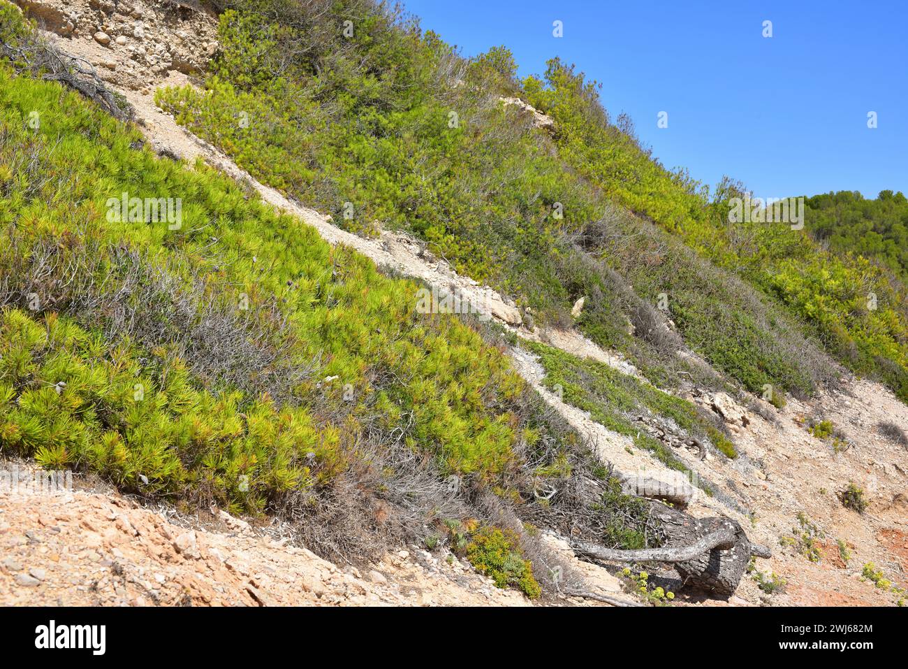 Aleppo pine (Pinus halepensis) is a conifer tree native to all ...