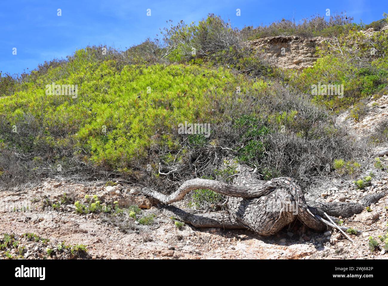 Aleppo pine (Pinus halepensis) is a conifer tree native to all ...