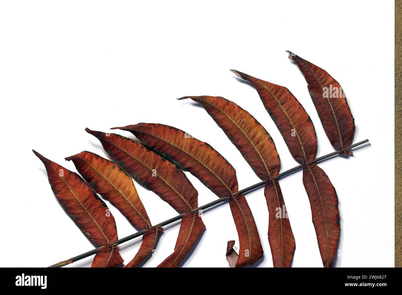 Dried leaf of ornamental tree sumac fluffy or sumac virginiana or ...