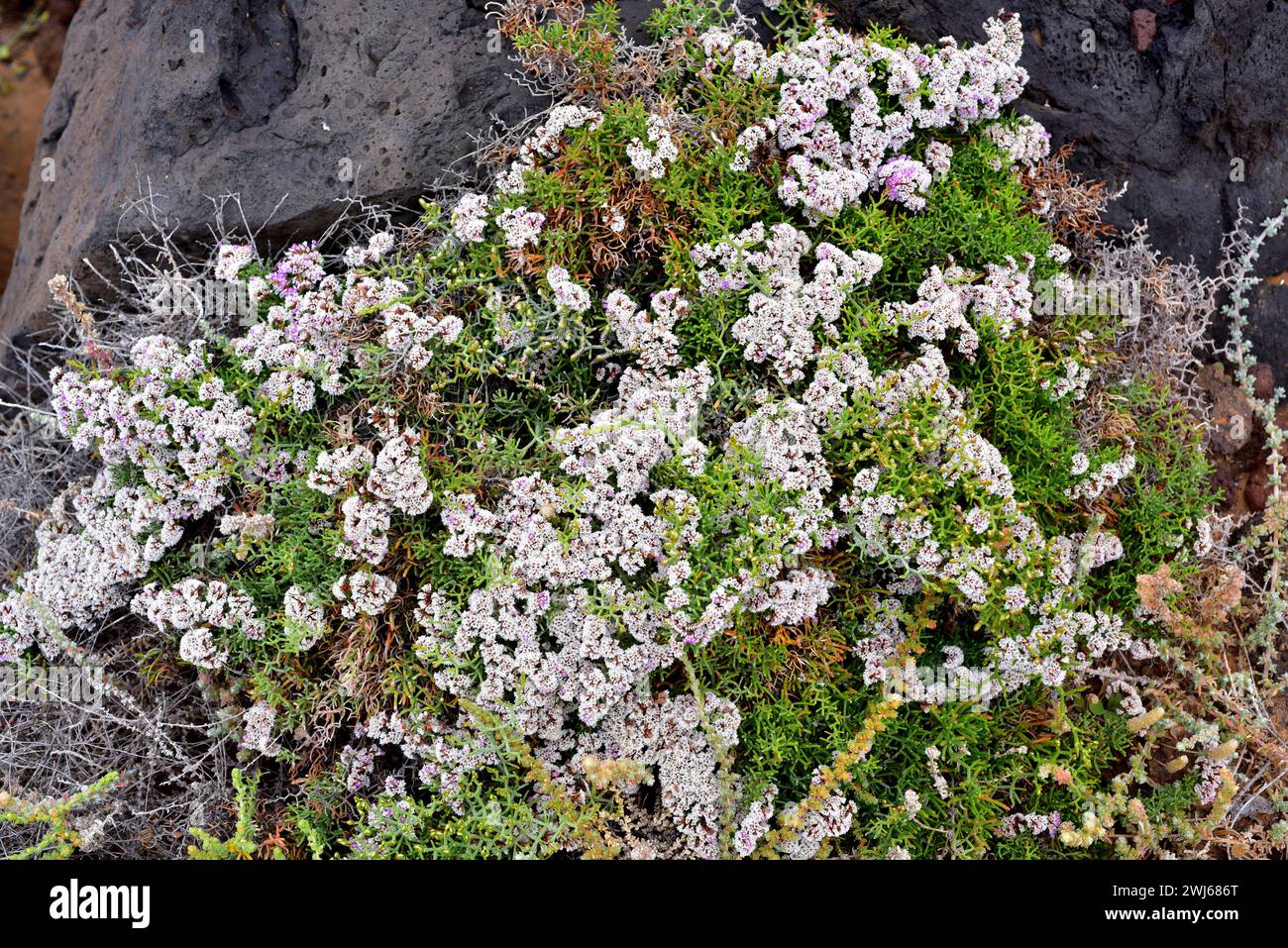 Siempreviva zigzag (Limonium papillatum) is a prostrate subshrub ...