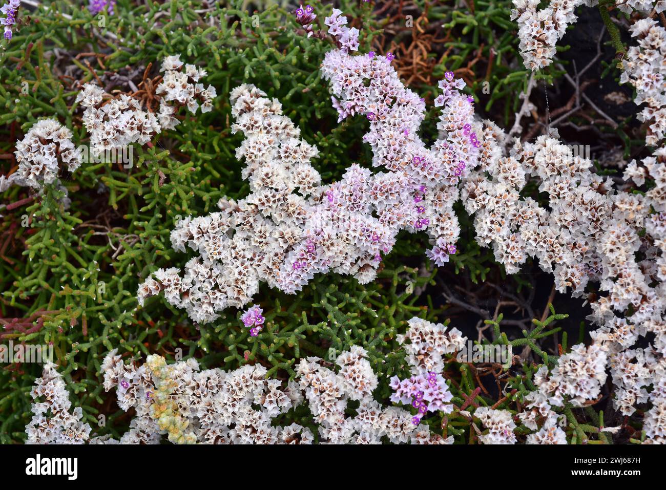 Siempreviva zigzag (Limonium papillatum) is a prostrate subshrub ...
