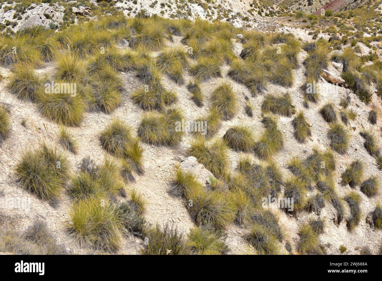 Esparto grass hi-res stock photography and images - Alamy