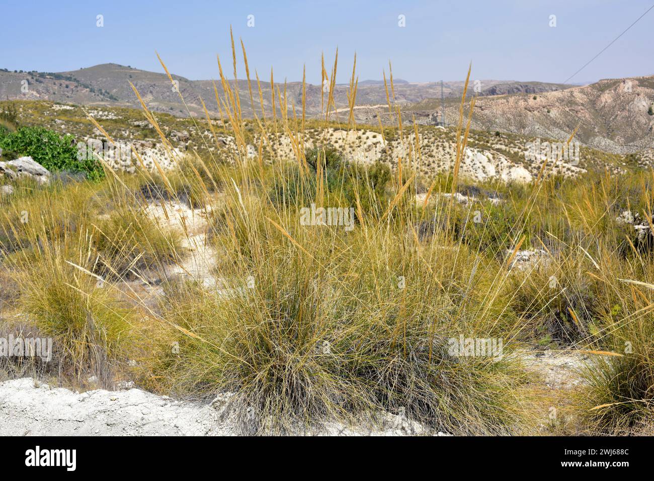 Esparto grass hi-res stock photography and images - Alamy