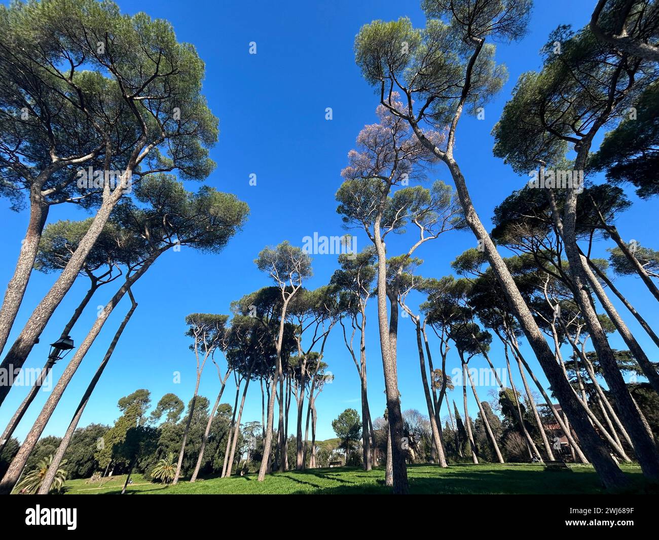 Rom, Italy. 13th Feb, 2024. Pine trees in the Roman park Villa Pamphili ...