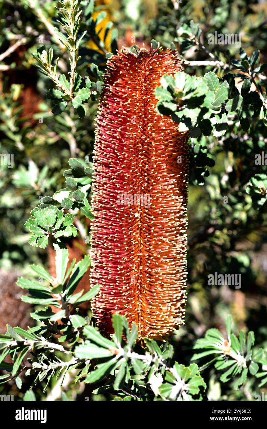Cut-leaf banksia (Banksia praemorsa) is a shrub native to western ...