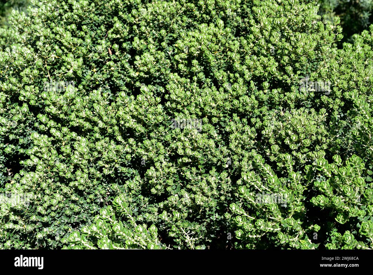 Box-leaf phylica (Phylica buxifolia) is a big shrub native to southern ...