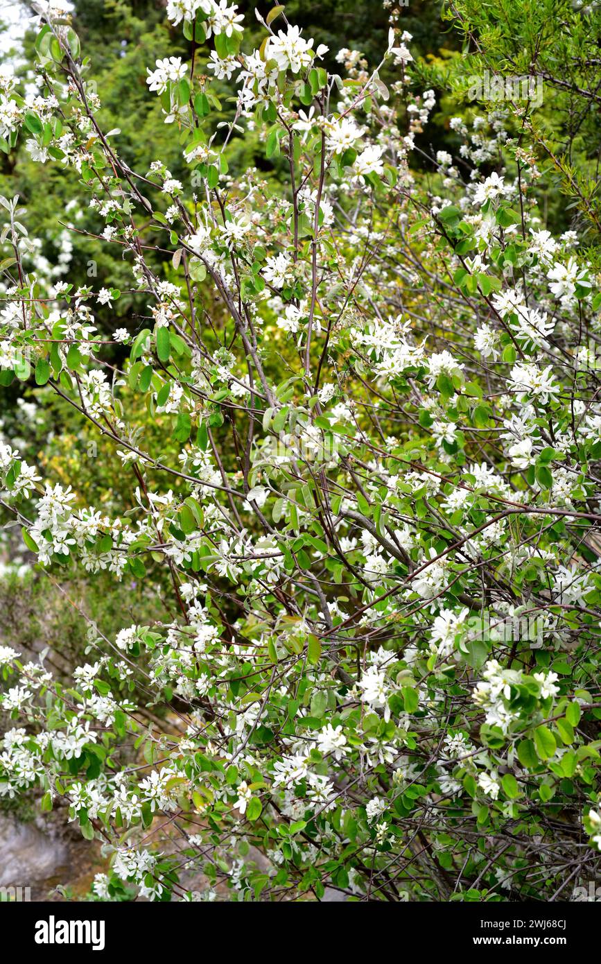Snowy mespilus (Amelanchier ovalis) is a deciduous shrub native to ...