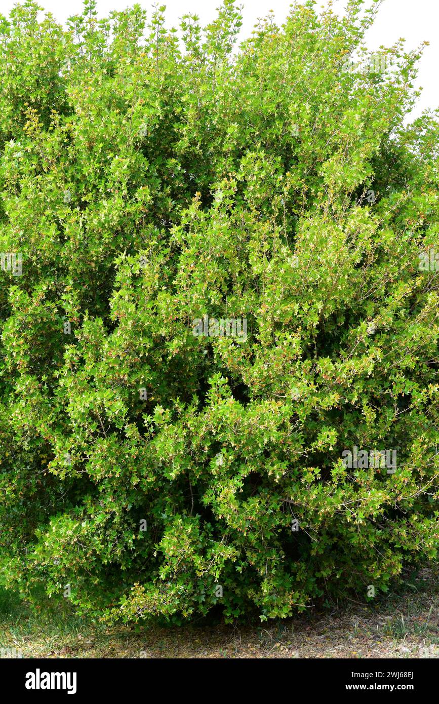 Cretan maple (Acer sempervirens) is an evergreen shrub or small tree ...