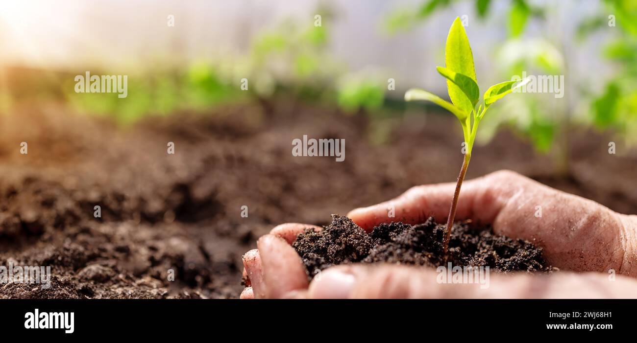 Human's hands seedling a plant sprout in the black soil Stock Photo - Alamy