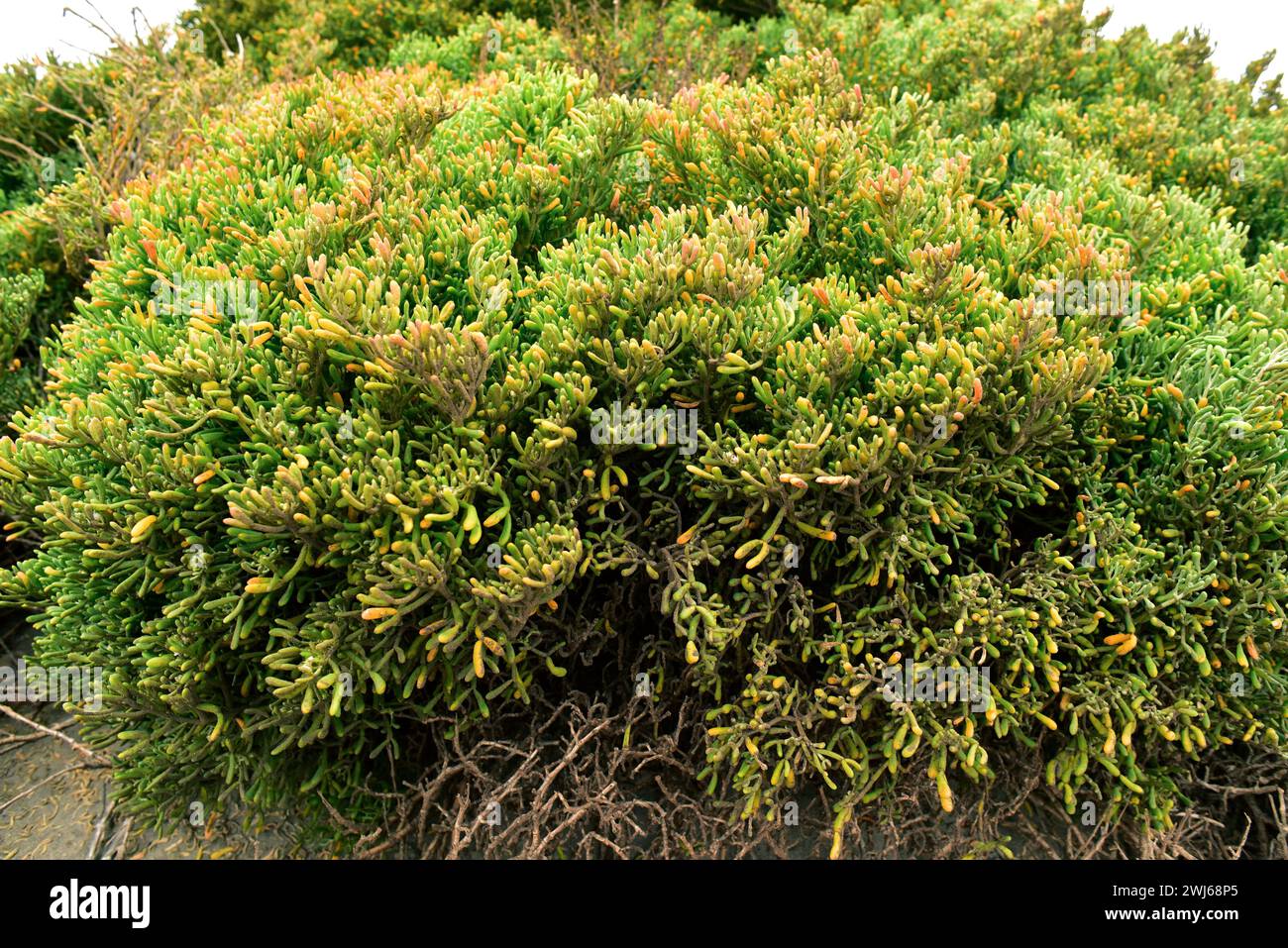Xerophile hi-res stock photography and images - Alamy