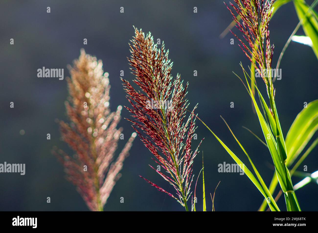 Plant species arundo donax hi-res stock photography and images - Alamy