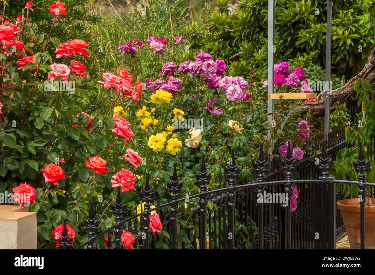 Roses Growing in a Spanish Finca Garden Stock Photo - Alamy
