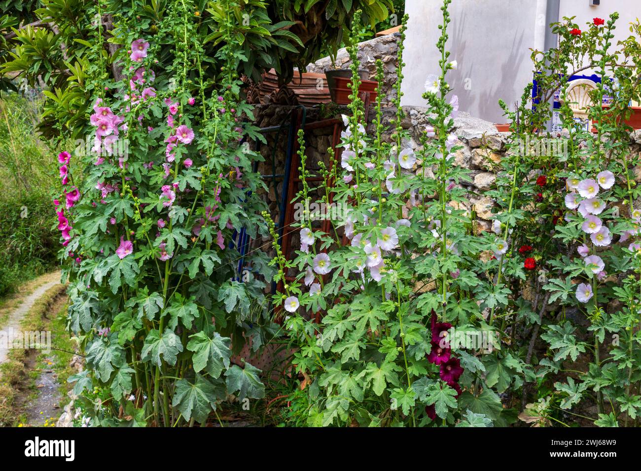 Hollyhocks of Various Colors Growing in a Border in a Spanish Finca ...
