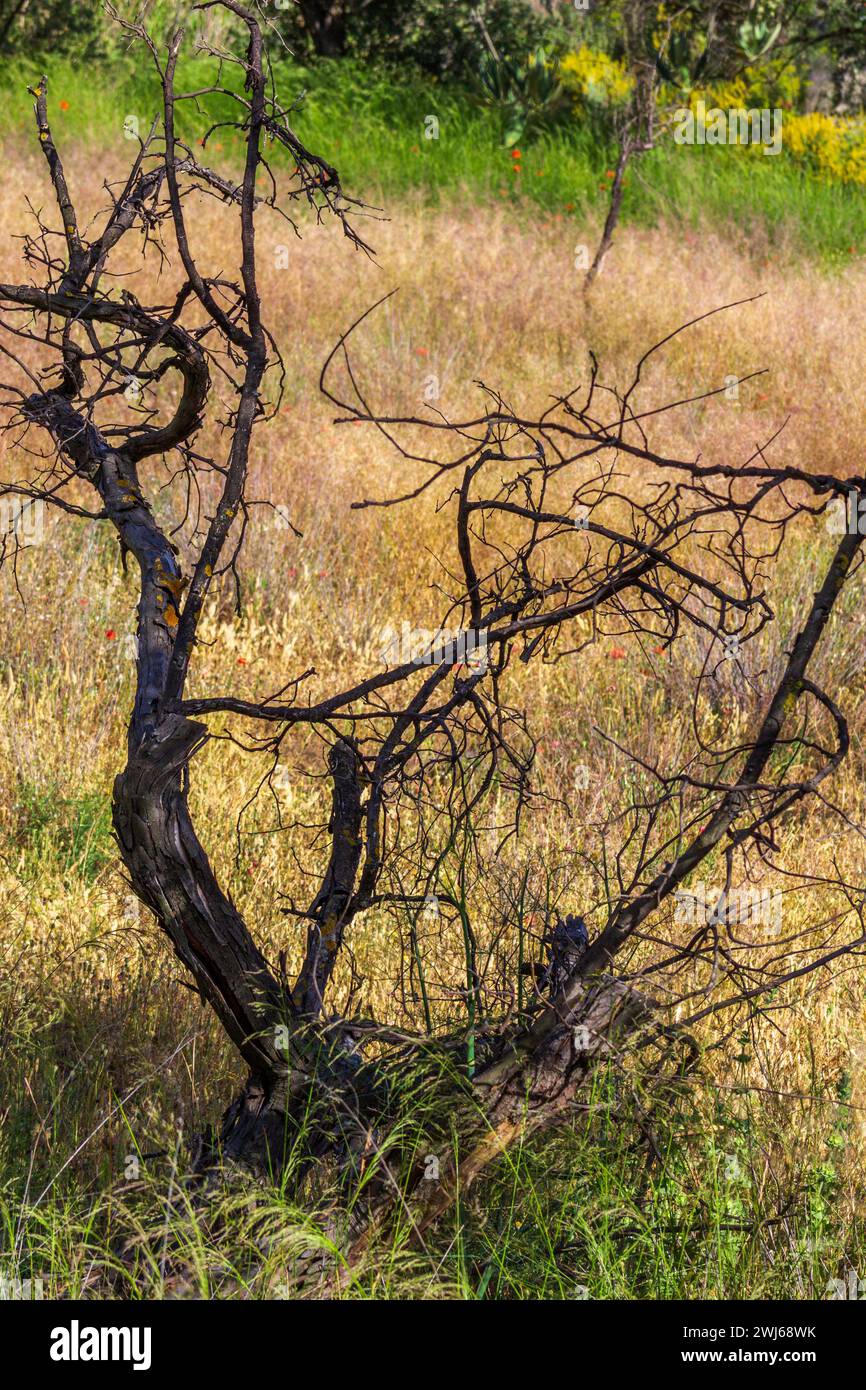 Dead Almond Tree in the Spanish Countryside Stock Photo - Alamy