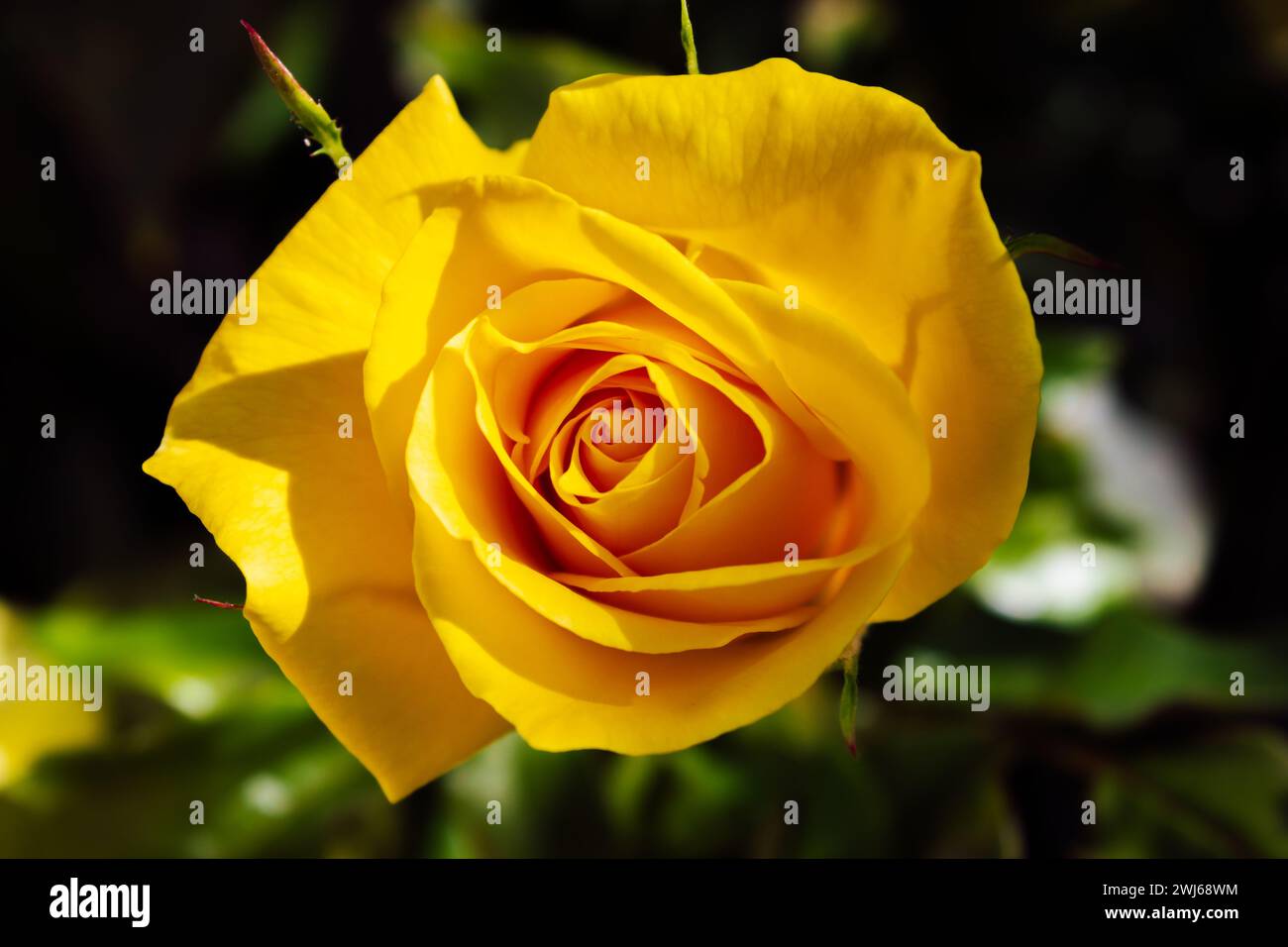 Single Yellow Rose Flower Stock Photo - Alamy
