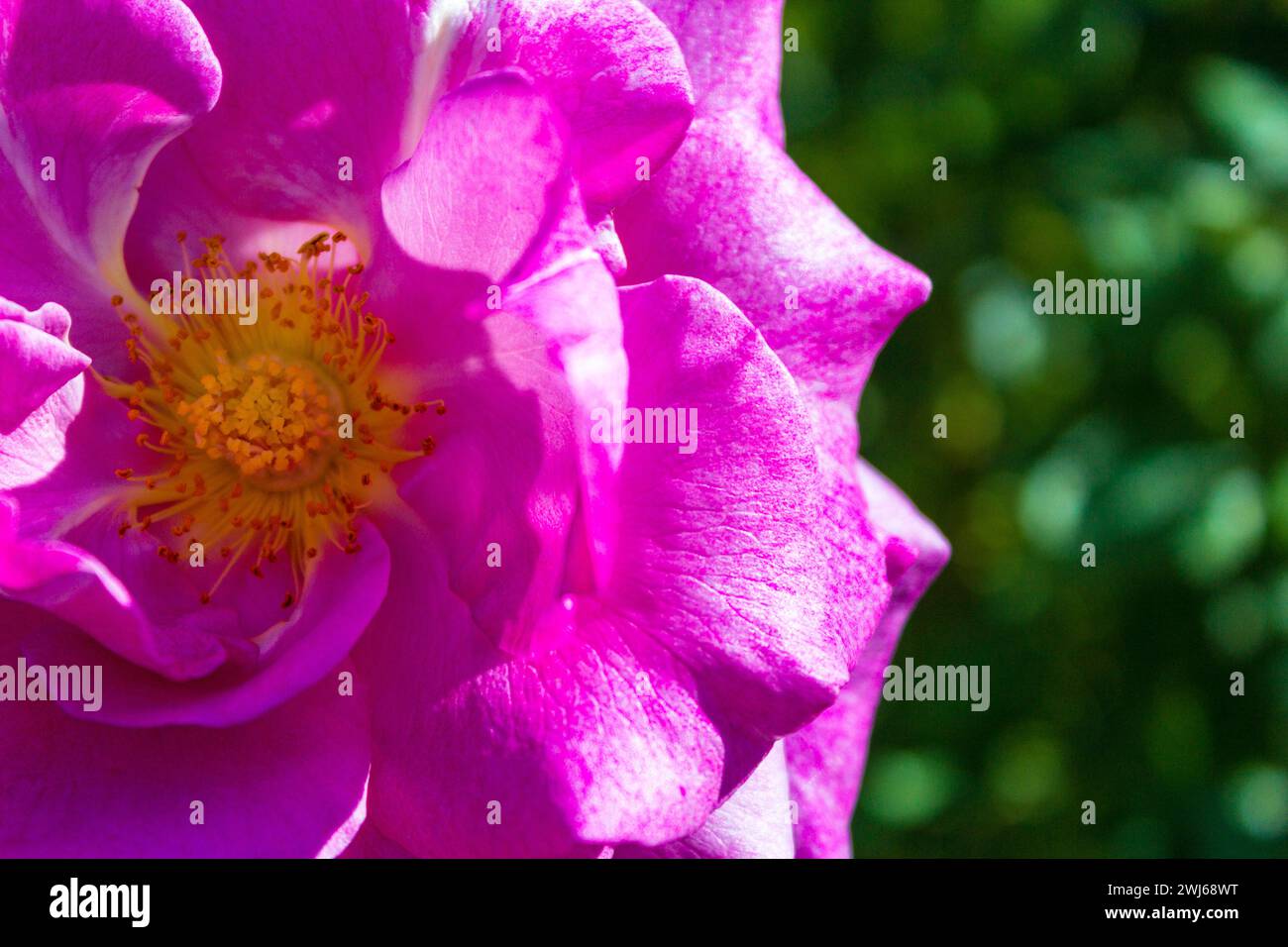 One lilac flower hi-res stock photography and images - Alamy