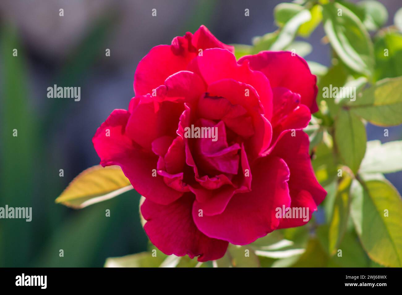 Single Red Rose Flower Stock Photo - Alamy