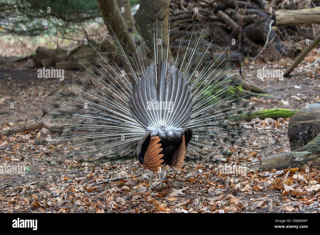 Peafowl, peacock, rear, National Trust, Brownsea Island, Dorset, UK ...