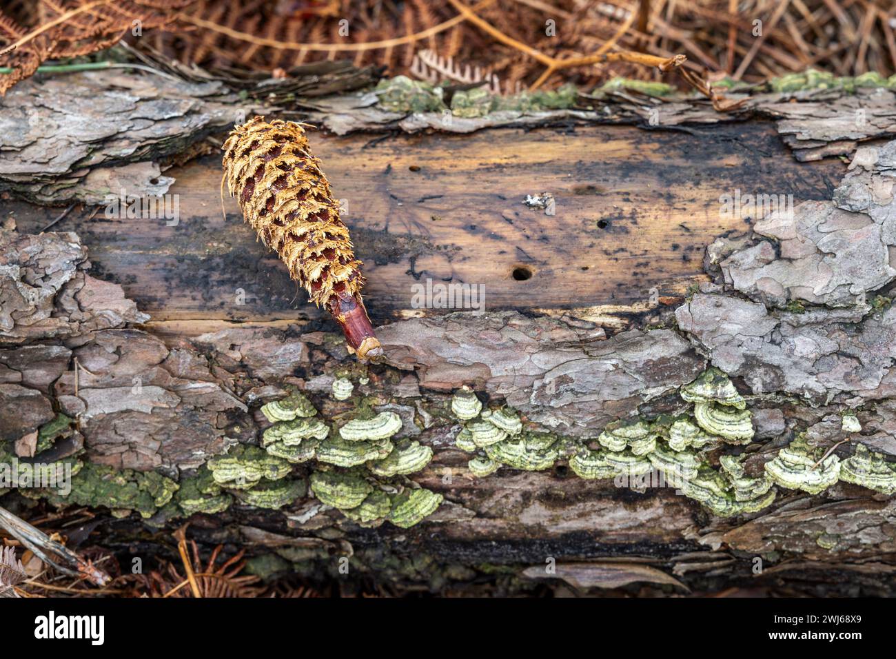 Pine Cone and turkey tail fungi on a dead Scots pine trunk, National ...