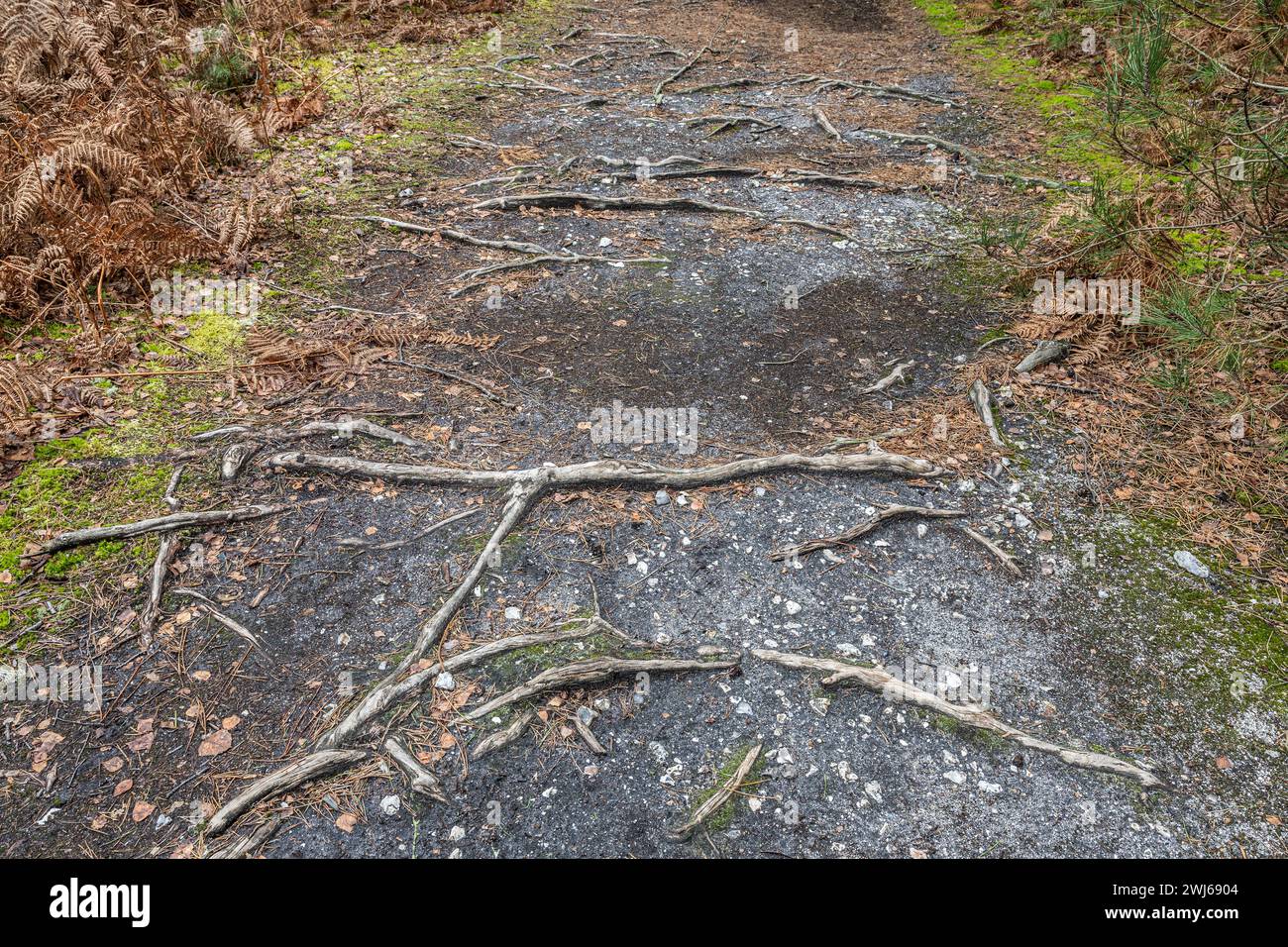Path with tree roots hi-res stock photography and images - Alamy