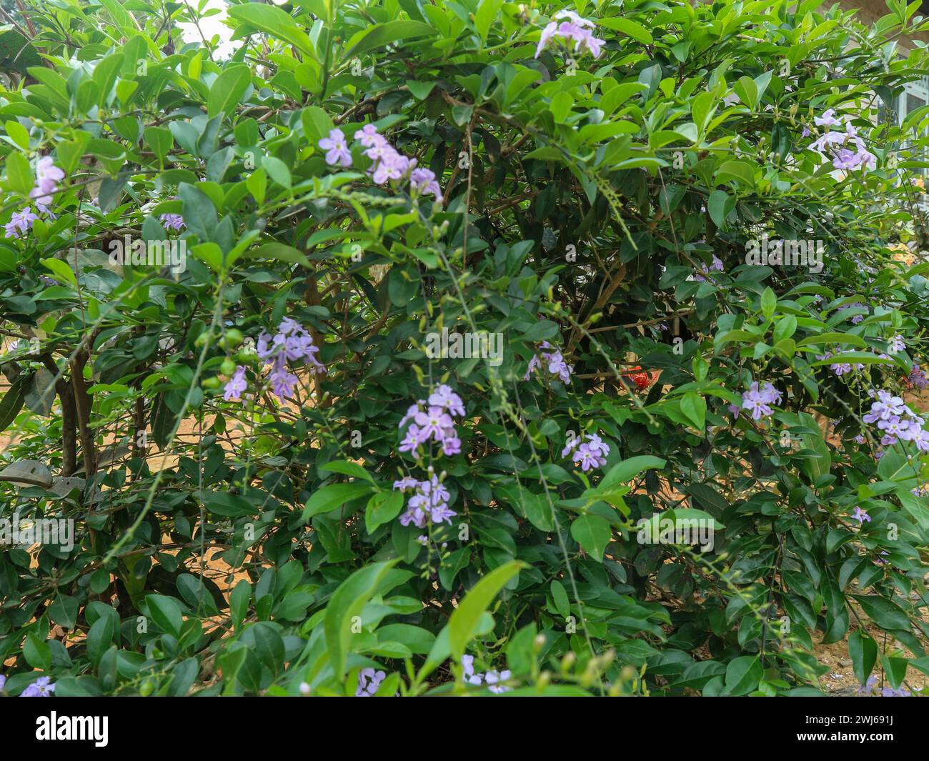 The Duranta erecta yard living fence plant has purple flowers and a ...