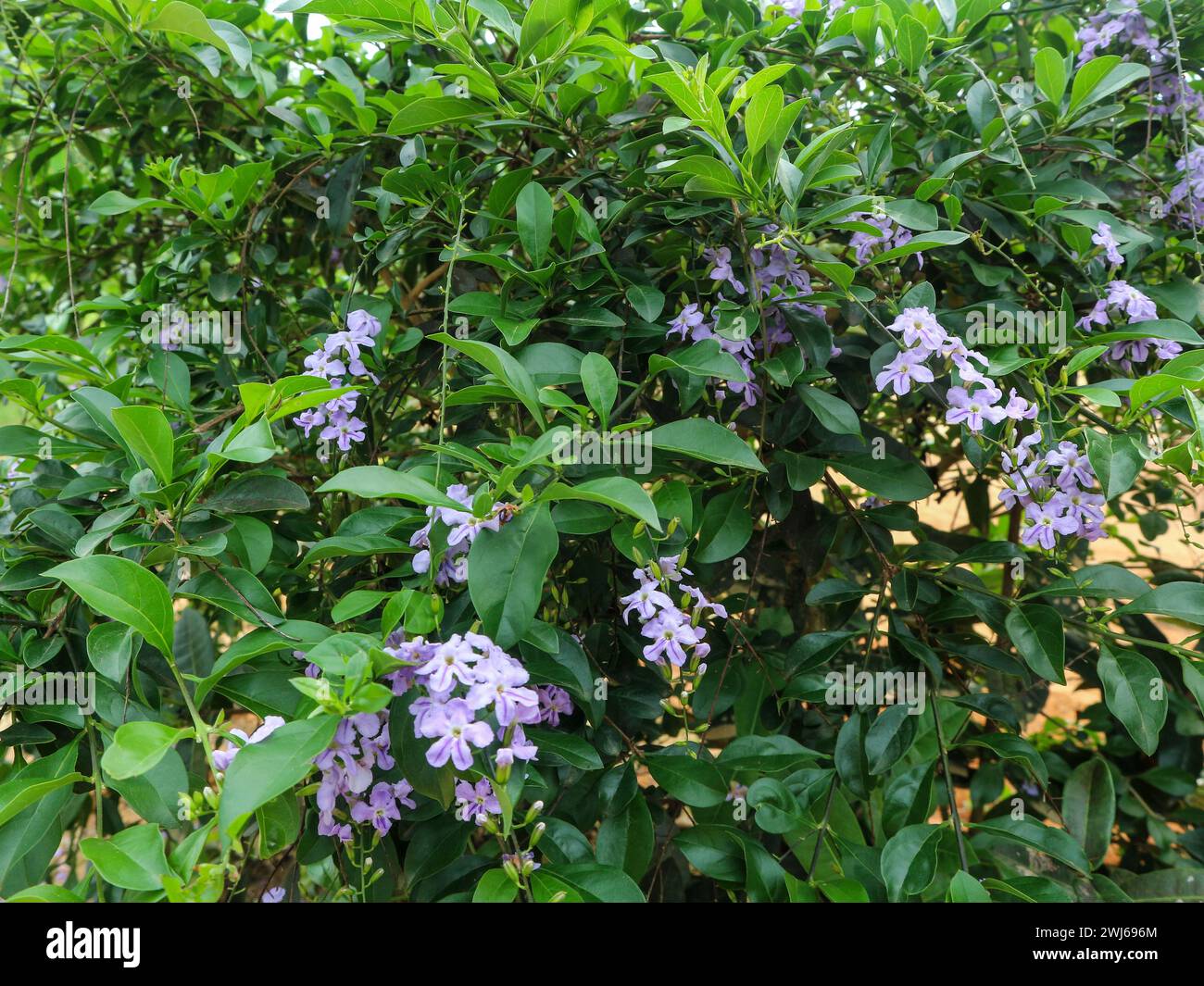The Duranta erecta yard living fence plant has purple flowers and a ...