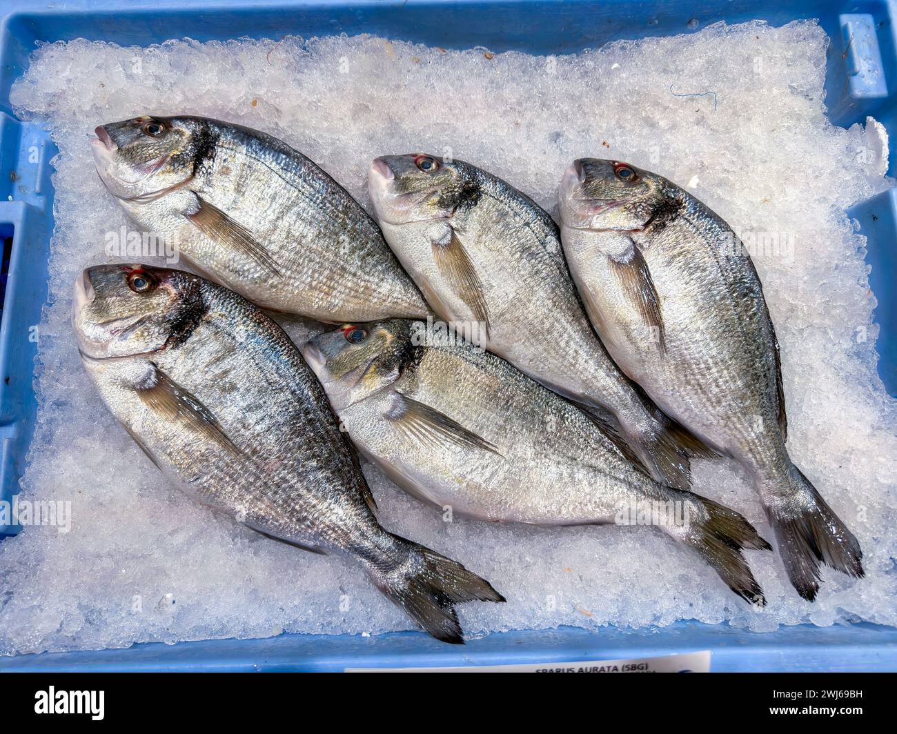 Fresh fish on ice in a retail store in Alicante, Spain Stock Photo - Alamy