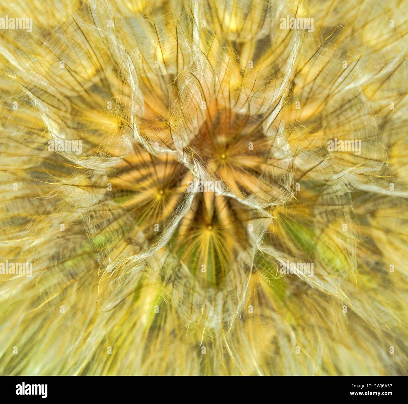 Achenium, pappus with feathers of Noonflower (Tragopogon pratensis ...