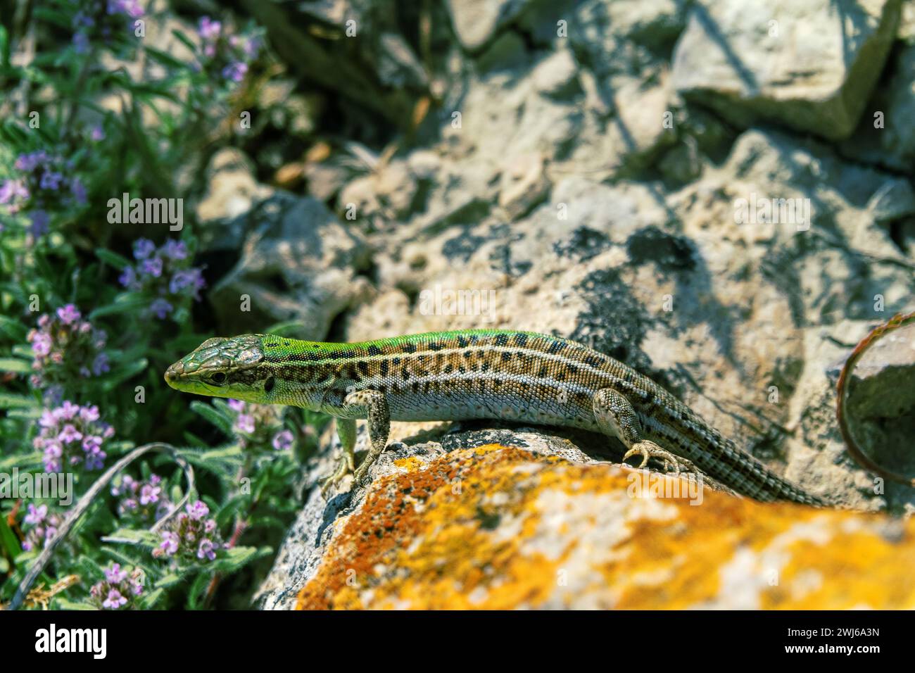 Crimean lizard (Podarcis tauricus tauricus, male). Feodosiya low ...