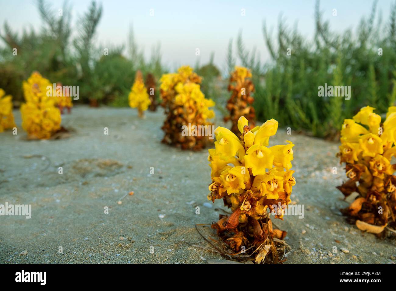 Broomrape Cistanche phelypaea (Orobanchaceae) parasitize on the roots ...