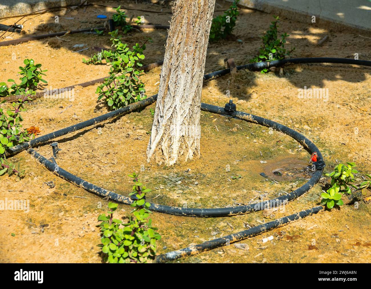 Drip irrigation water pipes (drip system) in the desert, green tree. Arabian Peninsula Stock ...